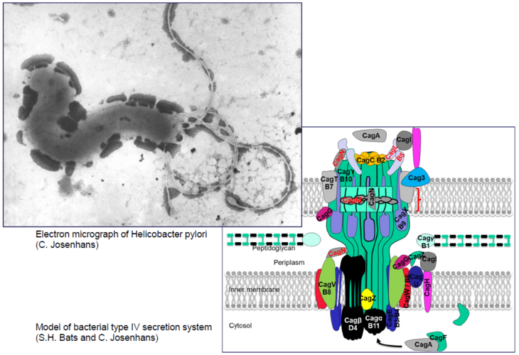 Josenhans - Max von Pettenkofer-Institut